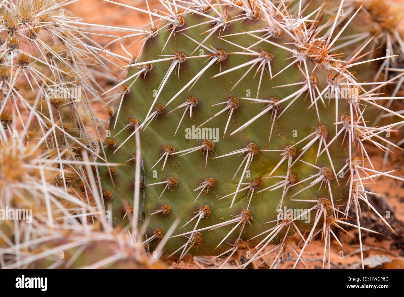 Prickly pear cactus along Mesa Arch Trail, Canyonlands National Park ...