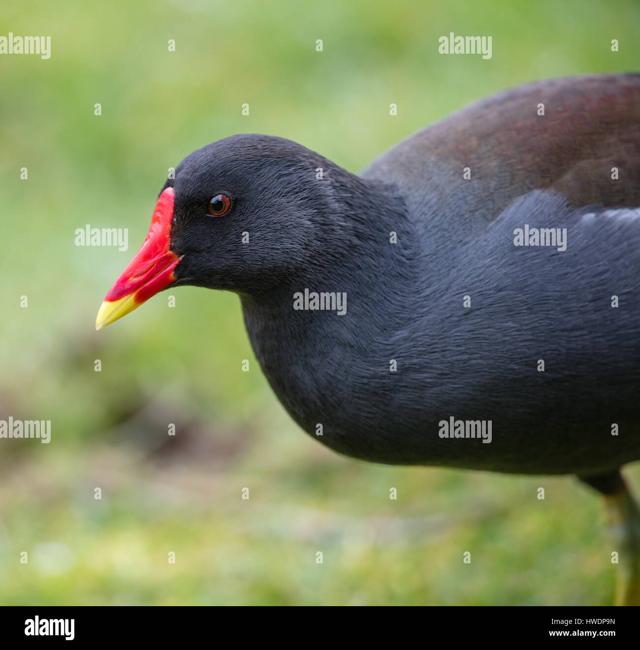 Bright red bill hi-res stock photography and images - Alamy