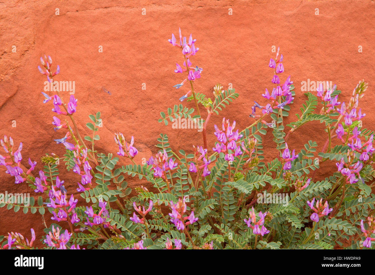 Locoweed along Grand View Trail, Canyonlands National Park, Utah Stock ...