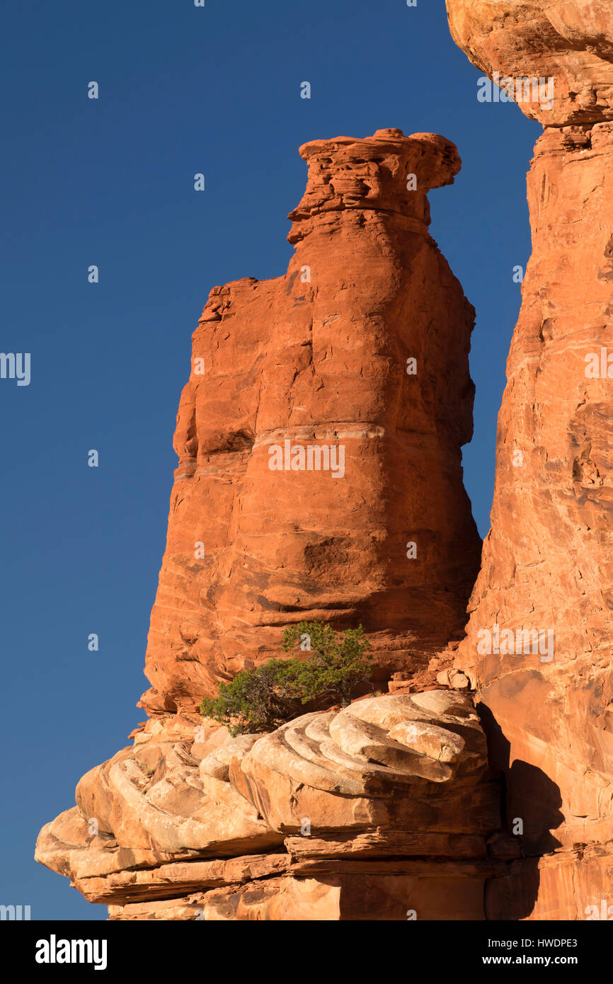Sandstone outcrop, Canyonlands National Park, Utah Stock Photo - Alamy