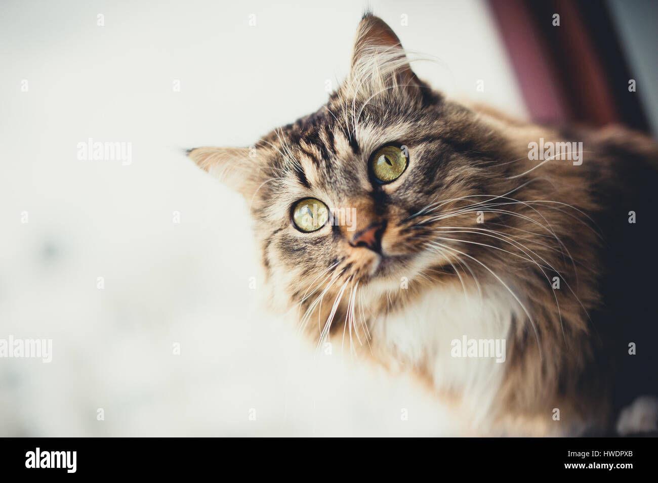 Gray kitten cat with stripped fur chest Stock Photo - Alamy