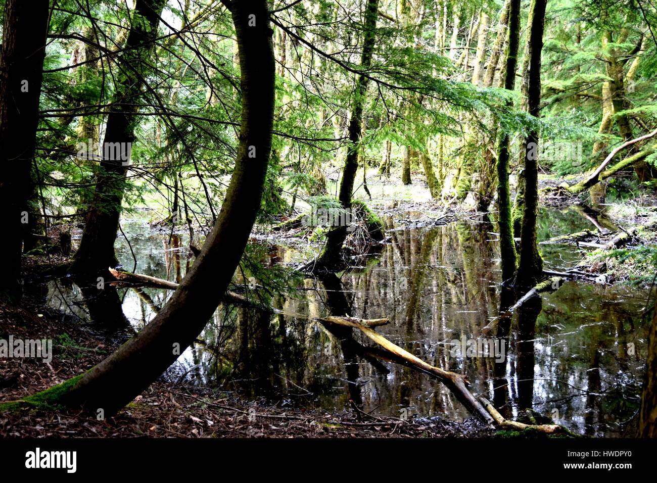Reflections of tree trunks in a dark pond in dense woodland Stock Photo ...