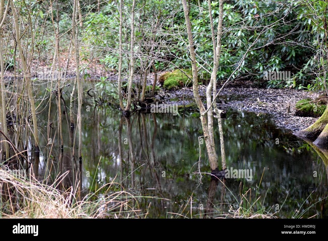 Stagnant pond hi-res stock photography and images - Alamy