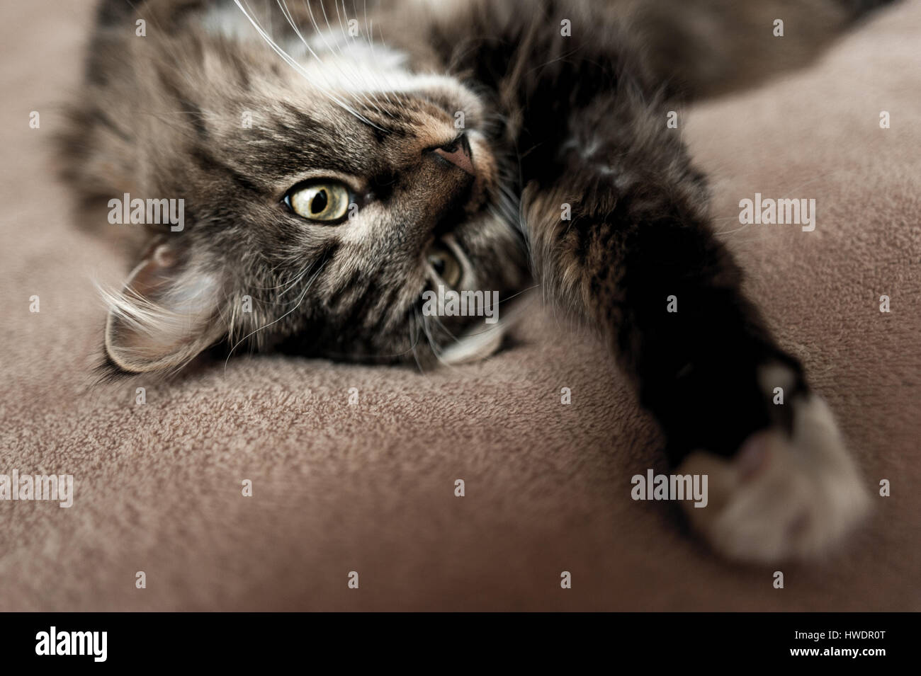 Gray kitten cat with stripped fur chest Stock Photo - Alamy