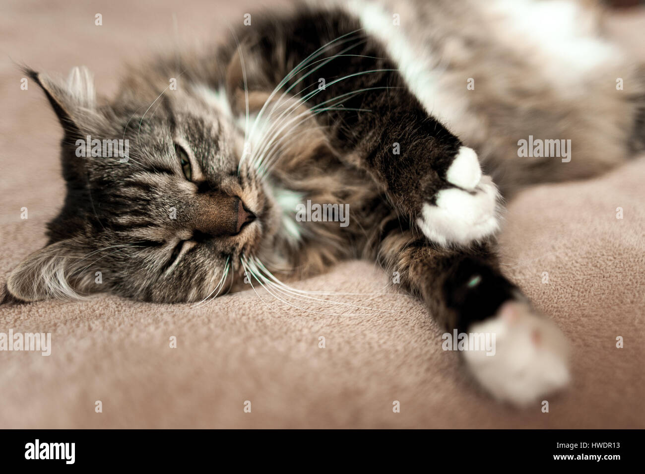 Gray kitten cat with stripped fur chest Stock Photo - Alamy