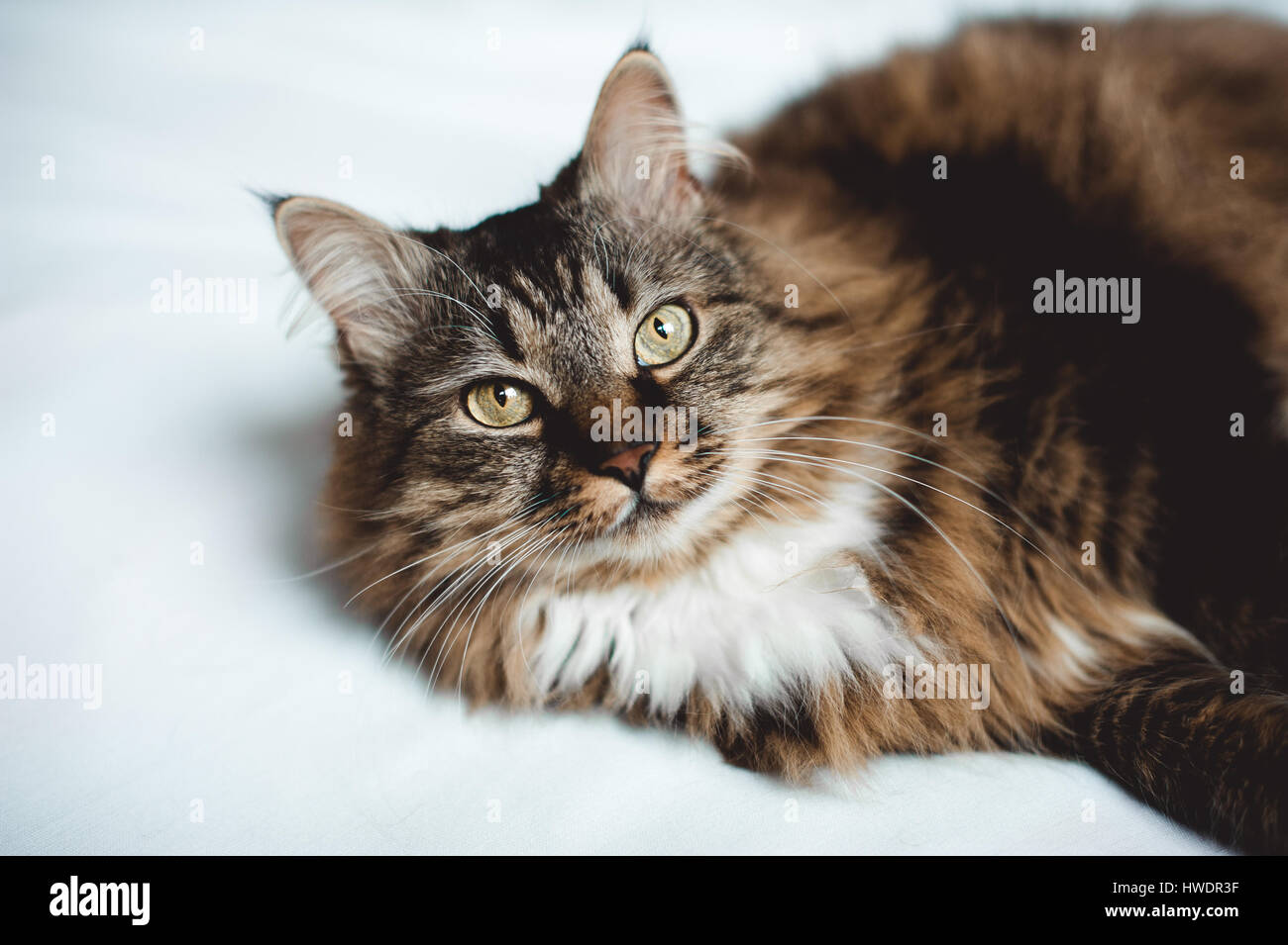 Gray kitten cat with stripped fur chest Stock Photo - Alamy