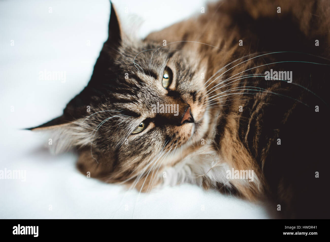 Gray kitten cat with stripped fur chest Stock Photo - Alamy