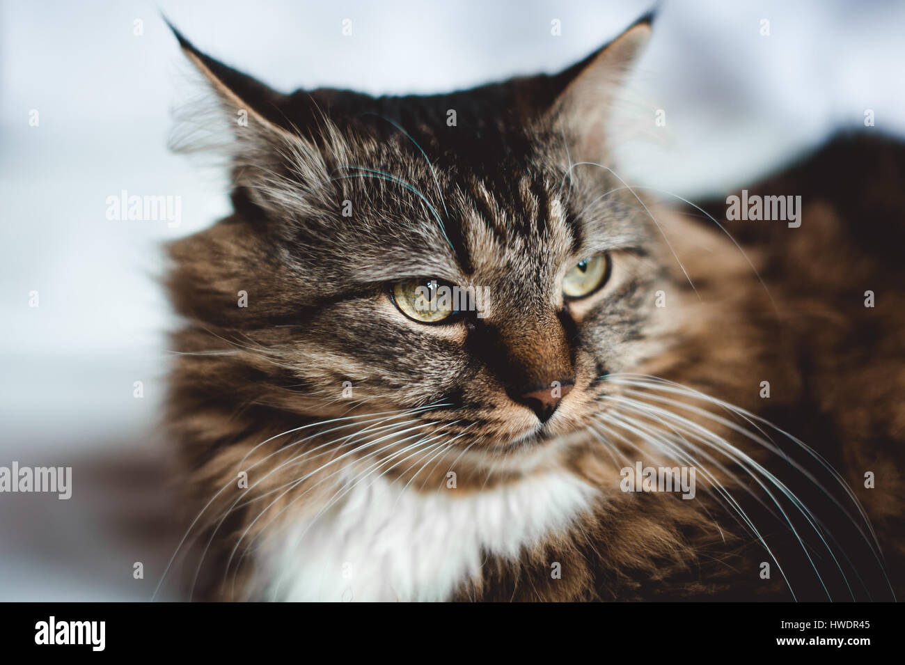 Gray kitten cat with stripped fur chest Stock Photo - Alamy