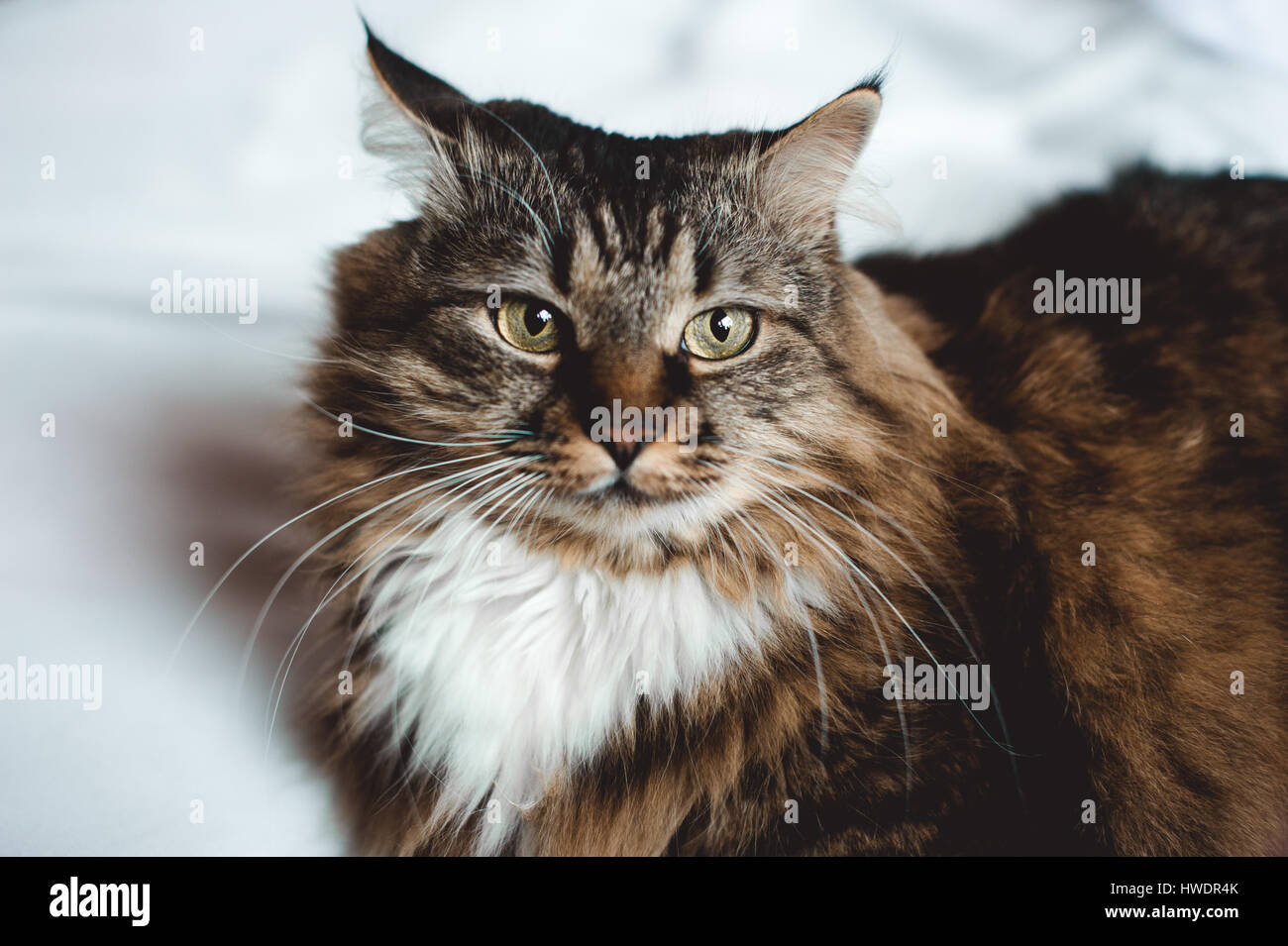 Gray kitten cat with stripped fur chest Stock Photo - Alamy