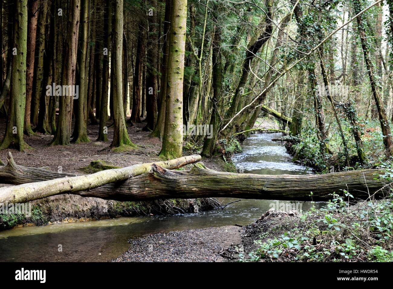 Fallen tree over a small river Stock Photo - Alamy