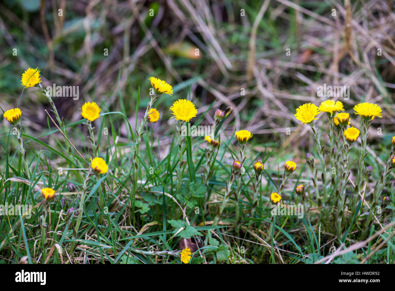 Calcareous Clay High Resolution Stock Photography and Images - Alamy