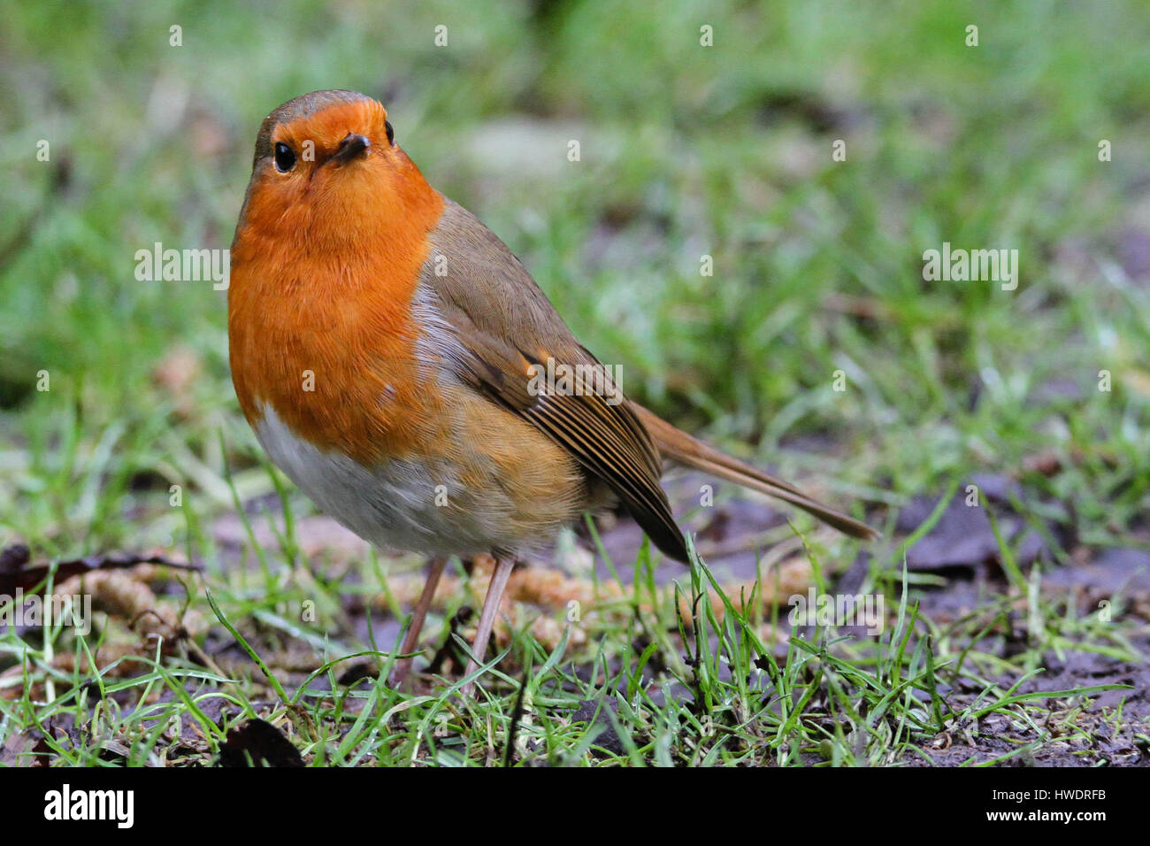 Aves aves robin hi-res stock photography and images - Alamy