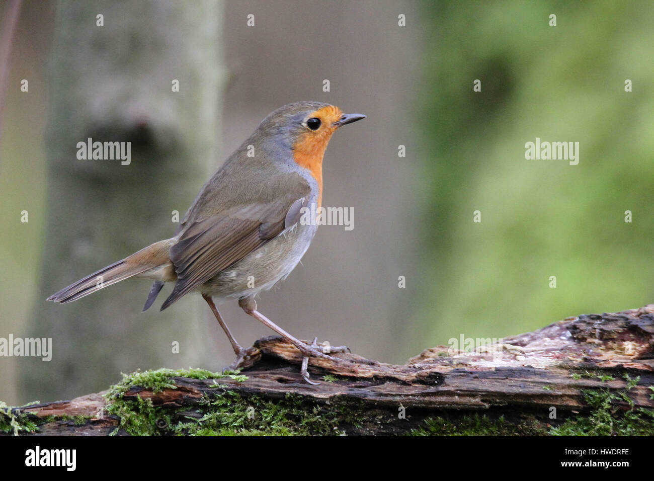 Robin on a log Stock Photo - Alamy