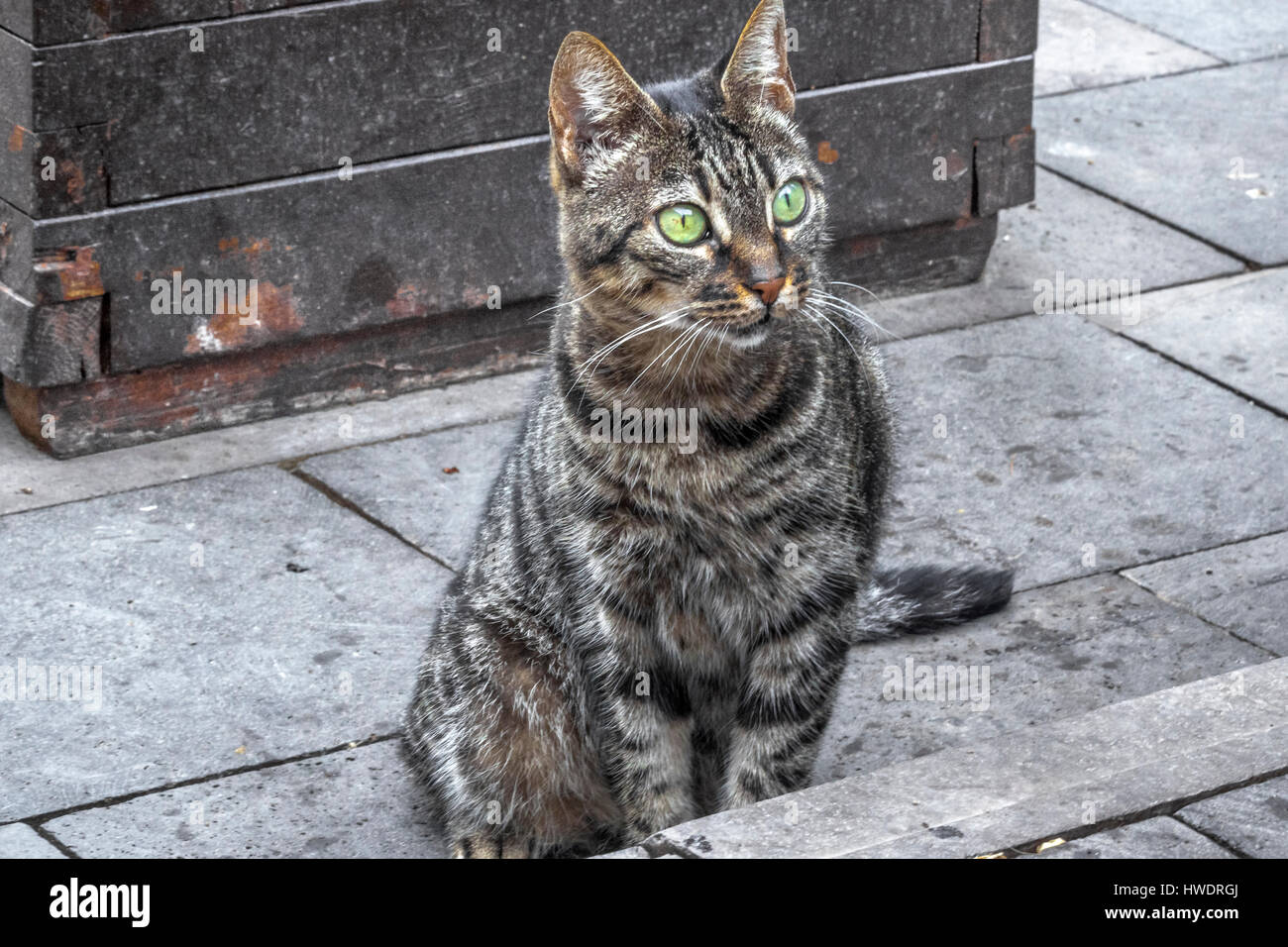 Istanbul cat hi-res stock photography and images - Alamy