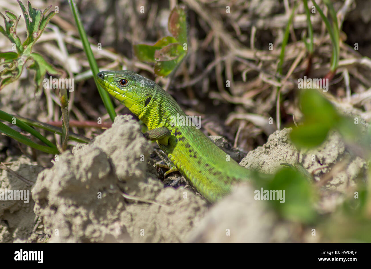 greek Skyros wall lizard Stock Photo - Alamy