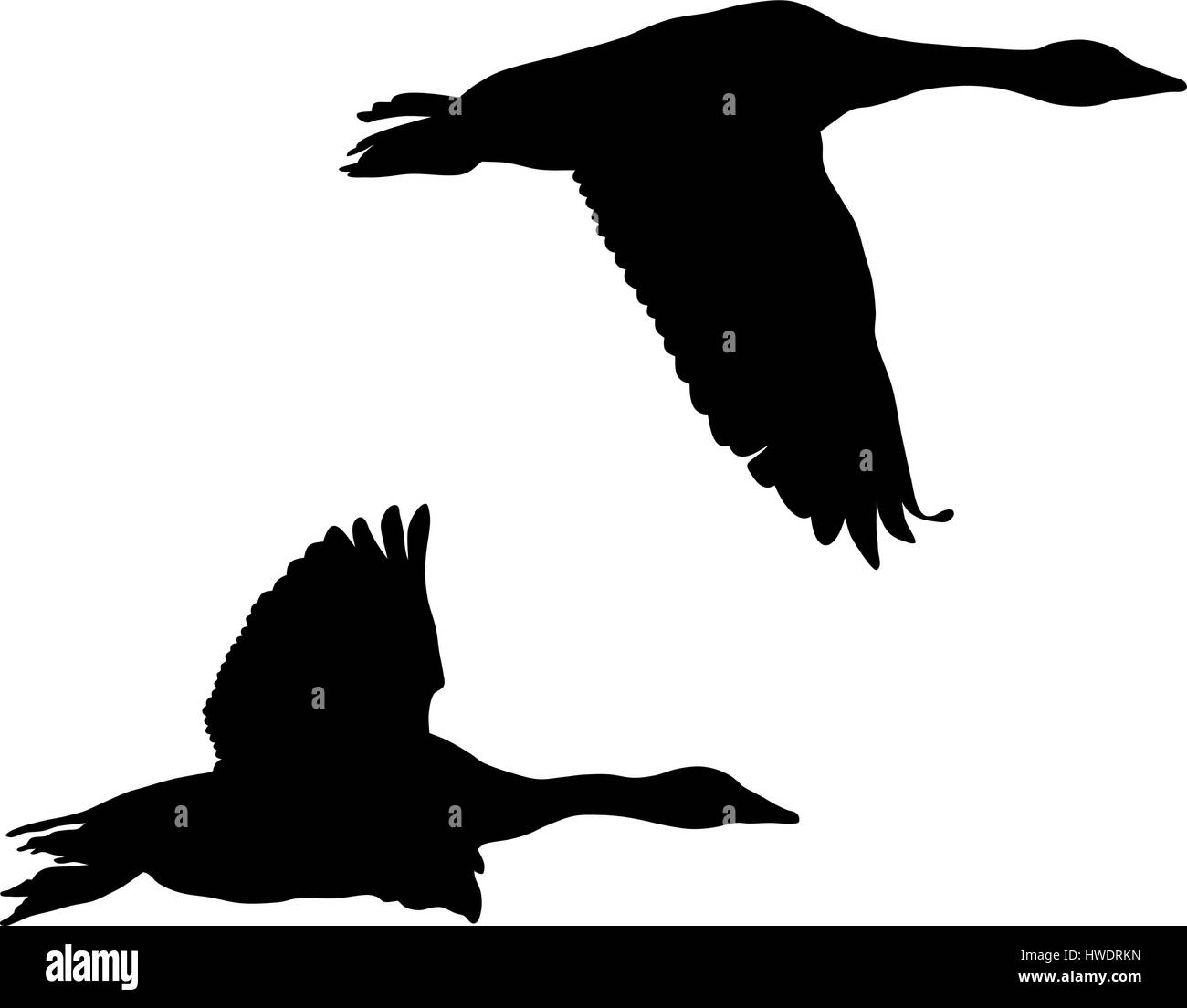 Bird flying vector vectors hi-res stock photography and images - Alamy