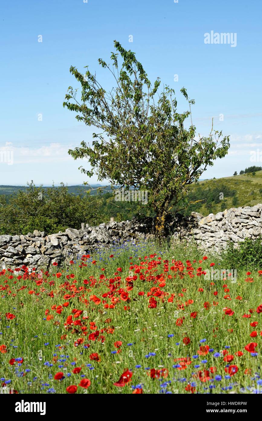 France, Lozere, Meyrueis, hamlet of Hyelzas, Old farmhouse, dry stone ...