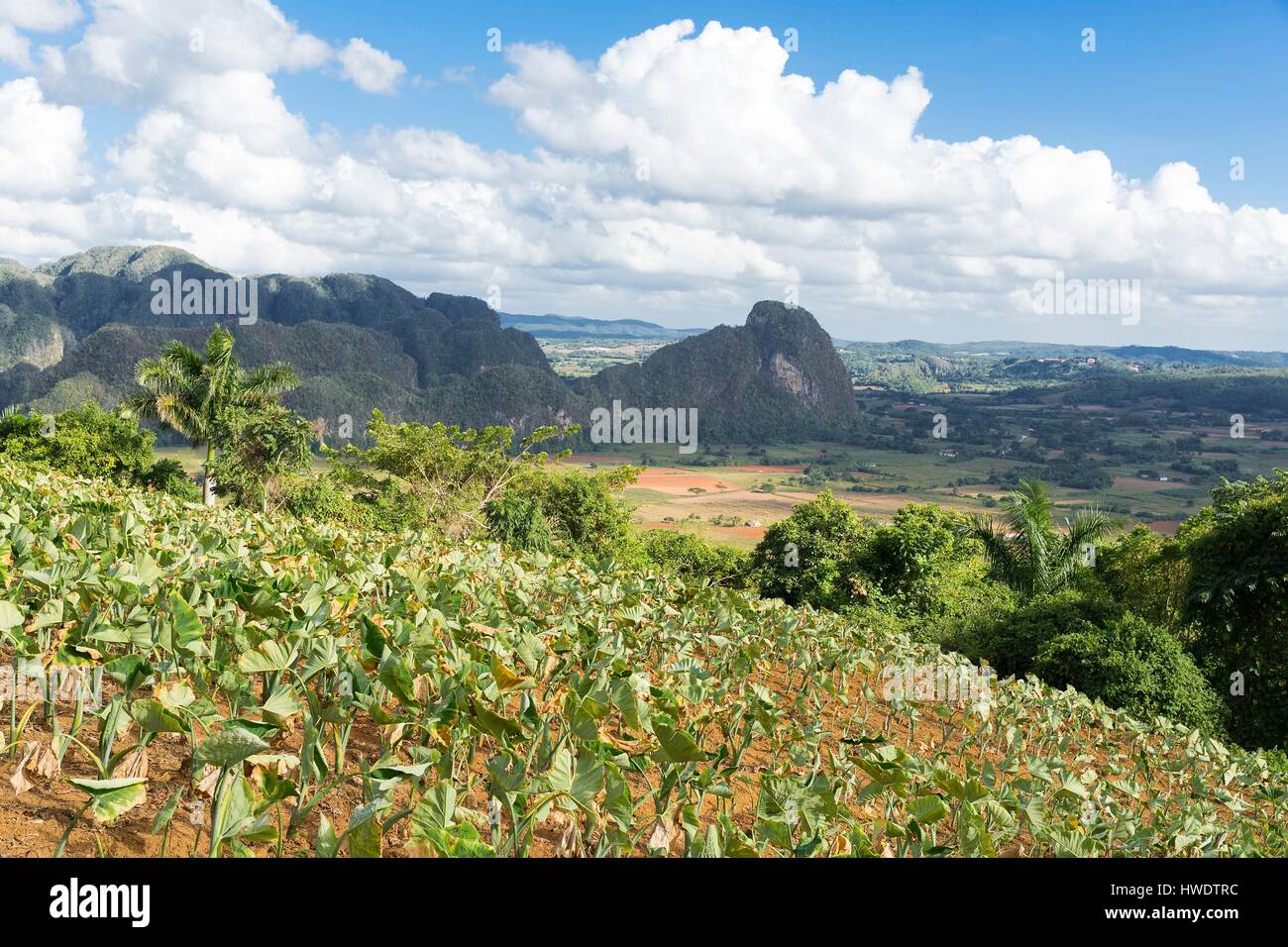 Cuba, Pinar del Rio Province, Vinales, Vinales National Parc, Vinales ...