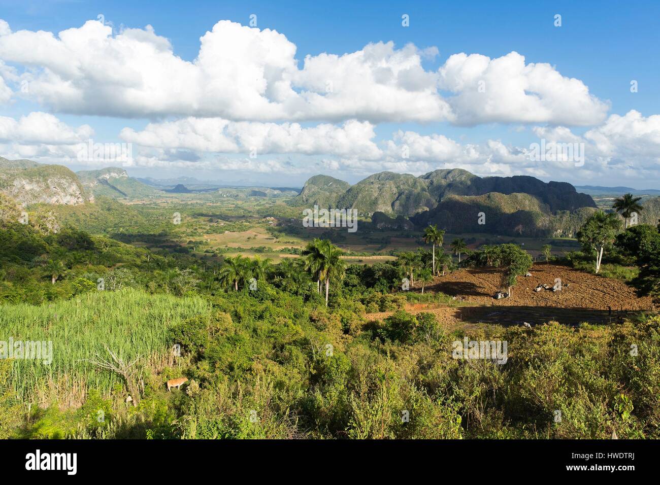 Cuba, Pinar del Rio Province, Vinales, Vinales National Parc, Vinales ...