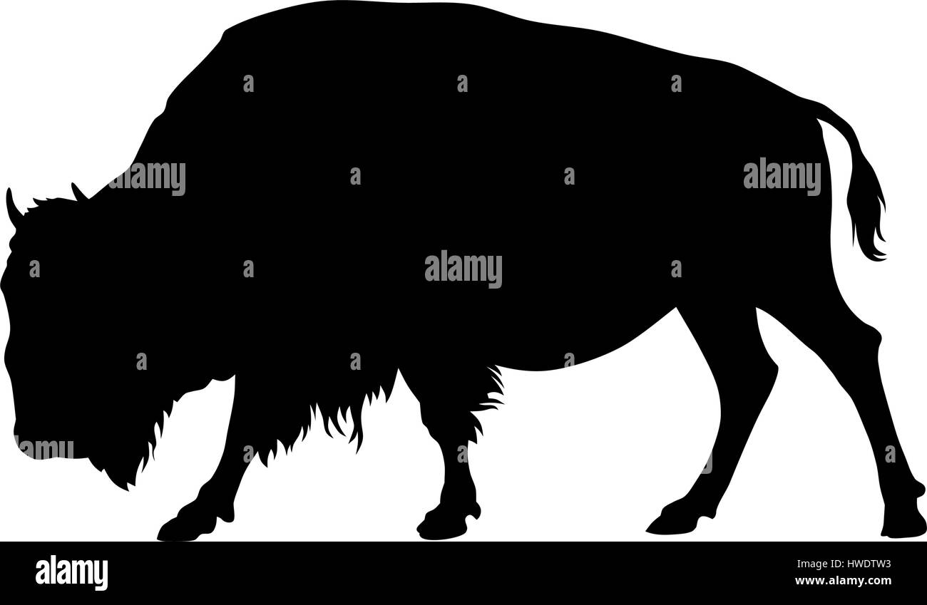 Vector illustration of buffalo silhouette Stock Vector Image & Art - Alamy