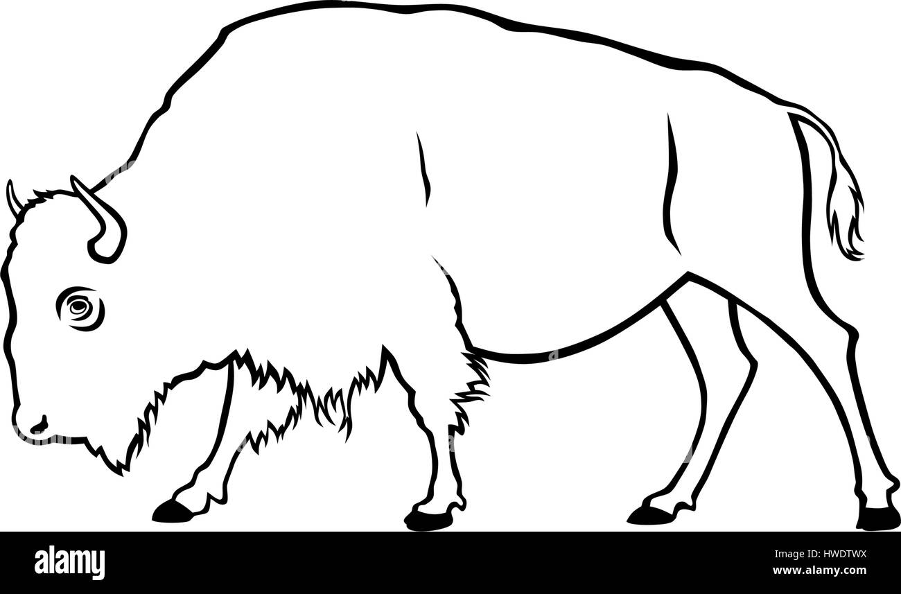 Vector illustration of buffalo in side view Stock Vector Image & Art ...