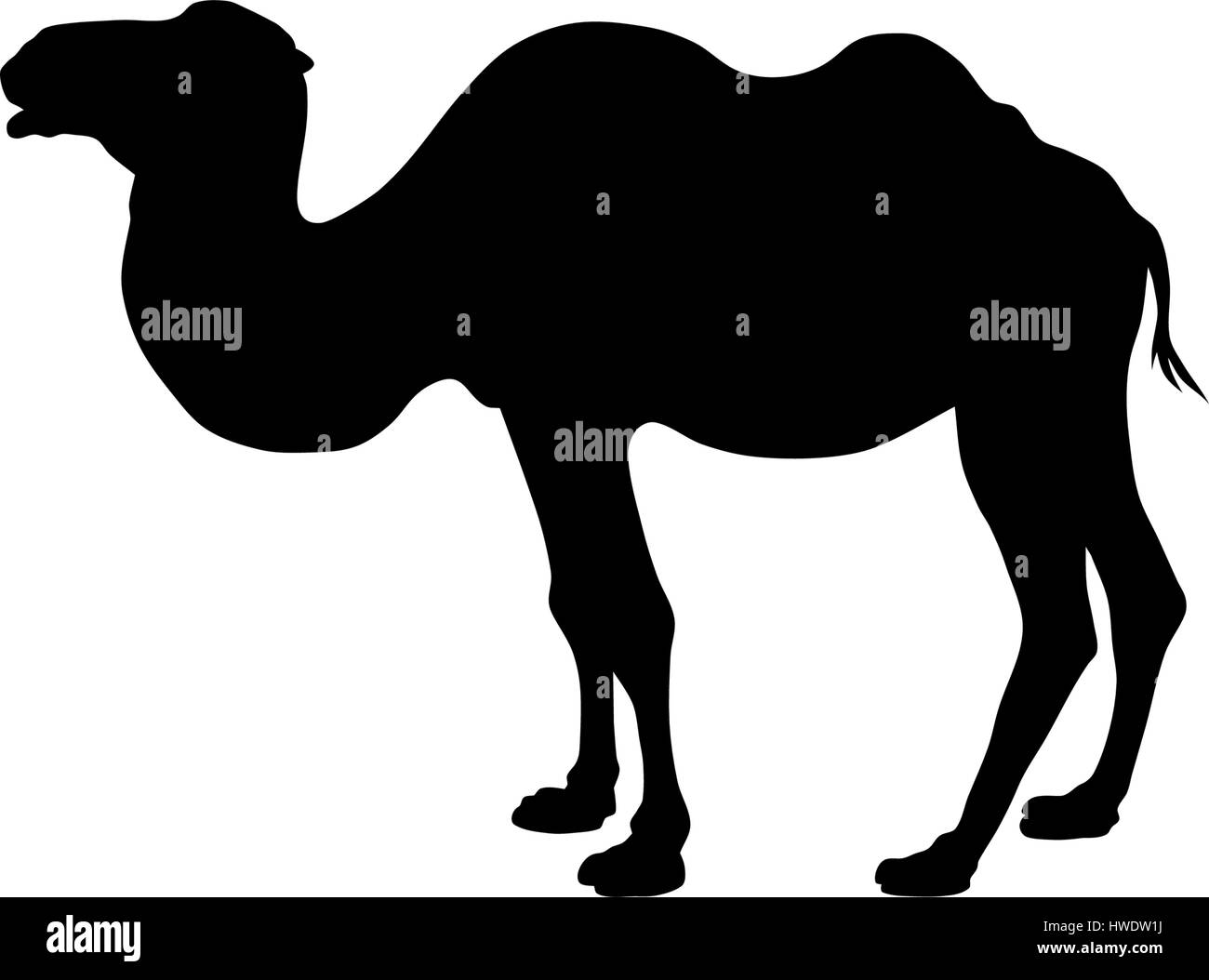 Vector illustration of camel silhouette Stock Vector Image & Art - Alamy