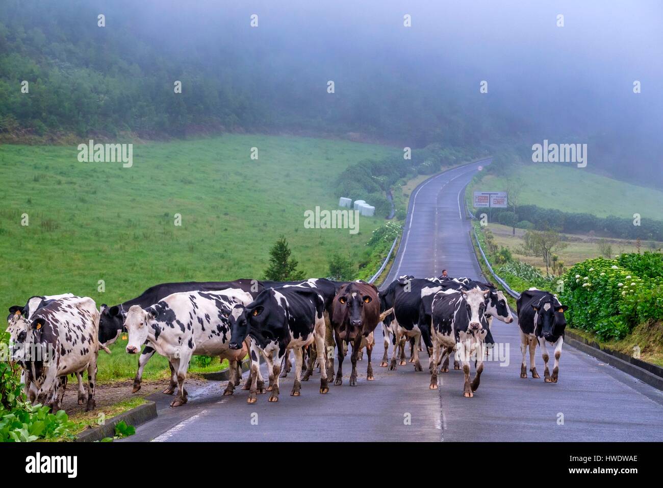 Portugal, Azores archipelago, Sao Miguel island, Sete Cidades, cattle ...