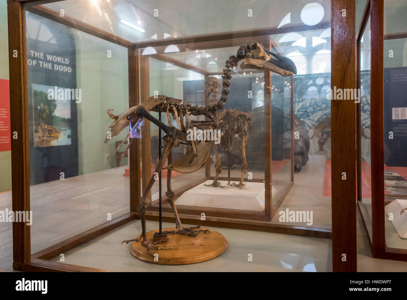 Mauritius, Capital city of Port Louis. Natural History Museum aka ...