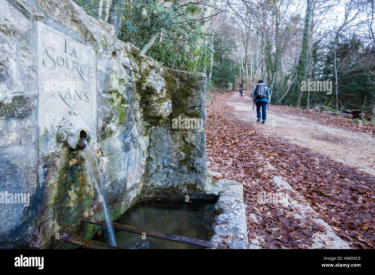 France, Var, Regional Natural Reserve of Sainte Baume, forest of the ...