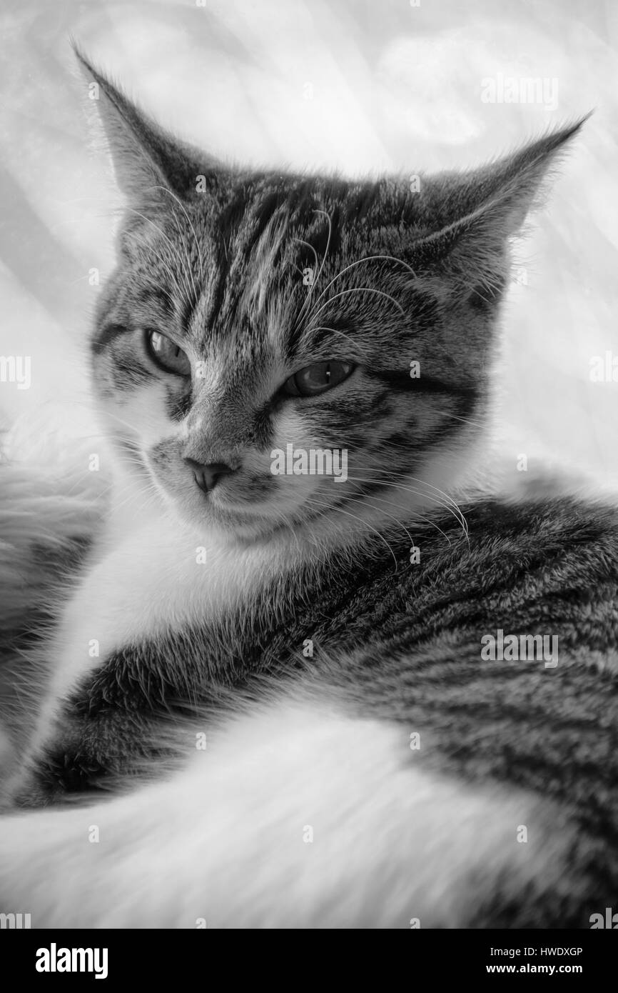 Tabby Kitten Portrait Stock Photo - Alamy
