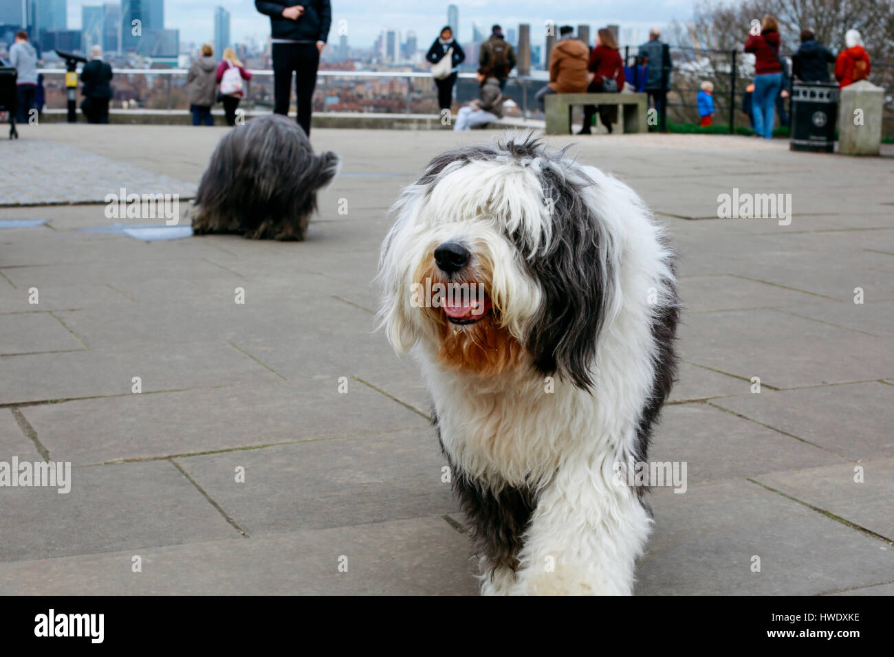 Old english sheepdog sheep hi-res stock photography and images - Alamy