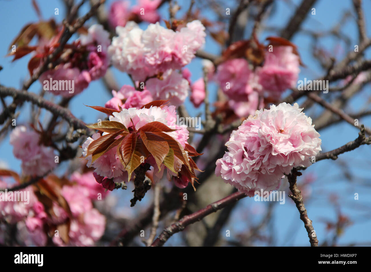 Cherry trees in Hiroshima (Japan Stock Photo - Alamy