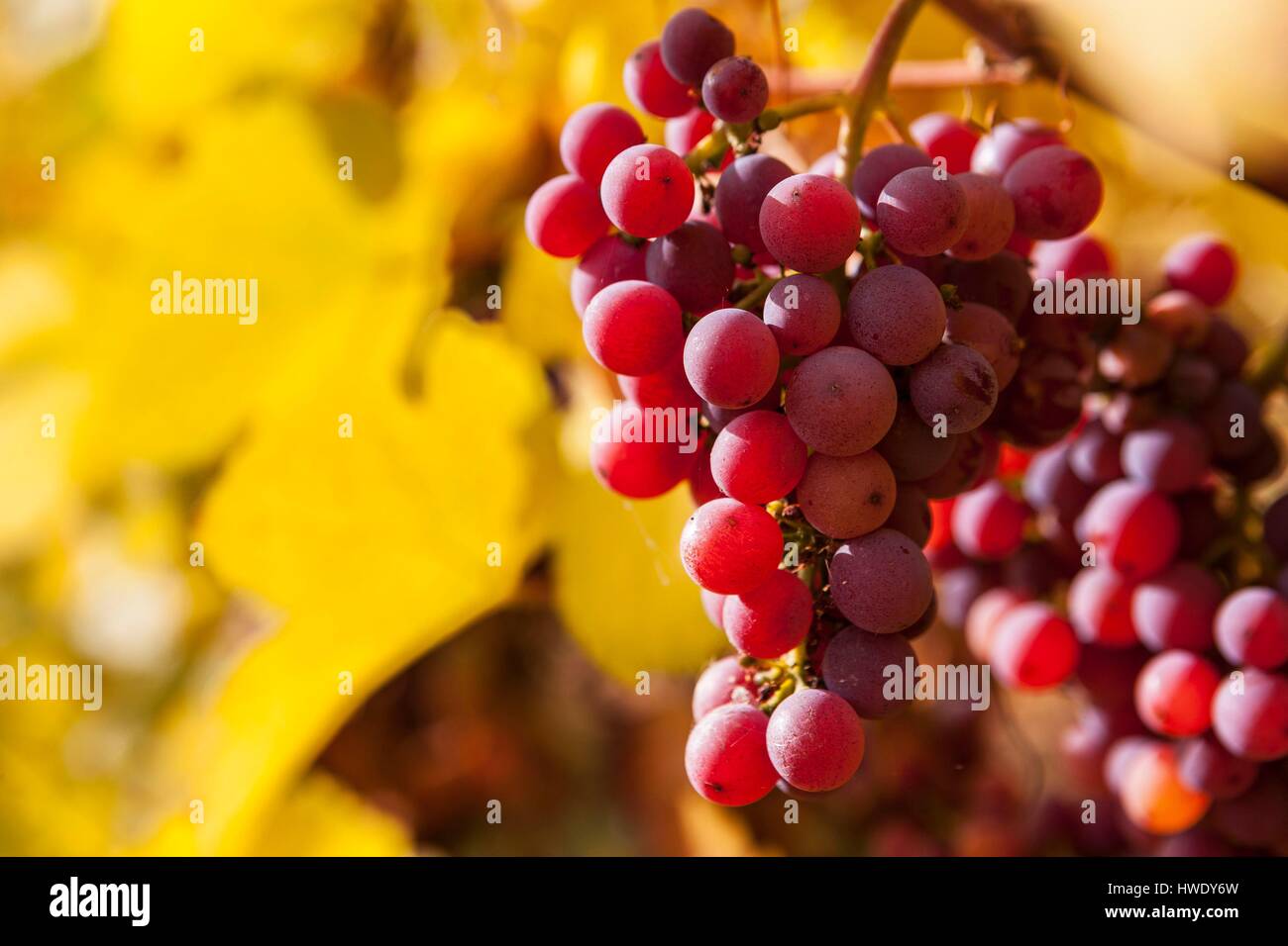 France, Haut-Rhin, bunch of grapes from Alsace Stock Photo - Alamy