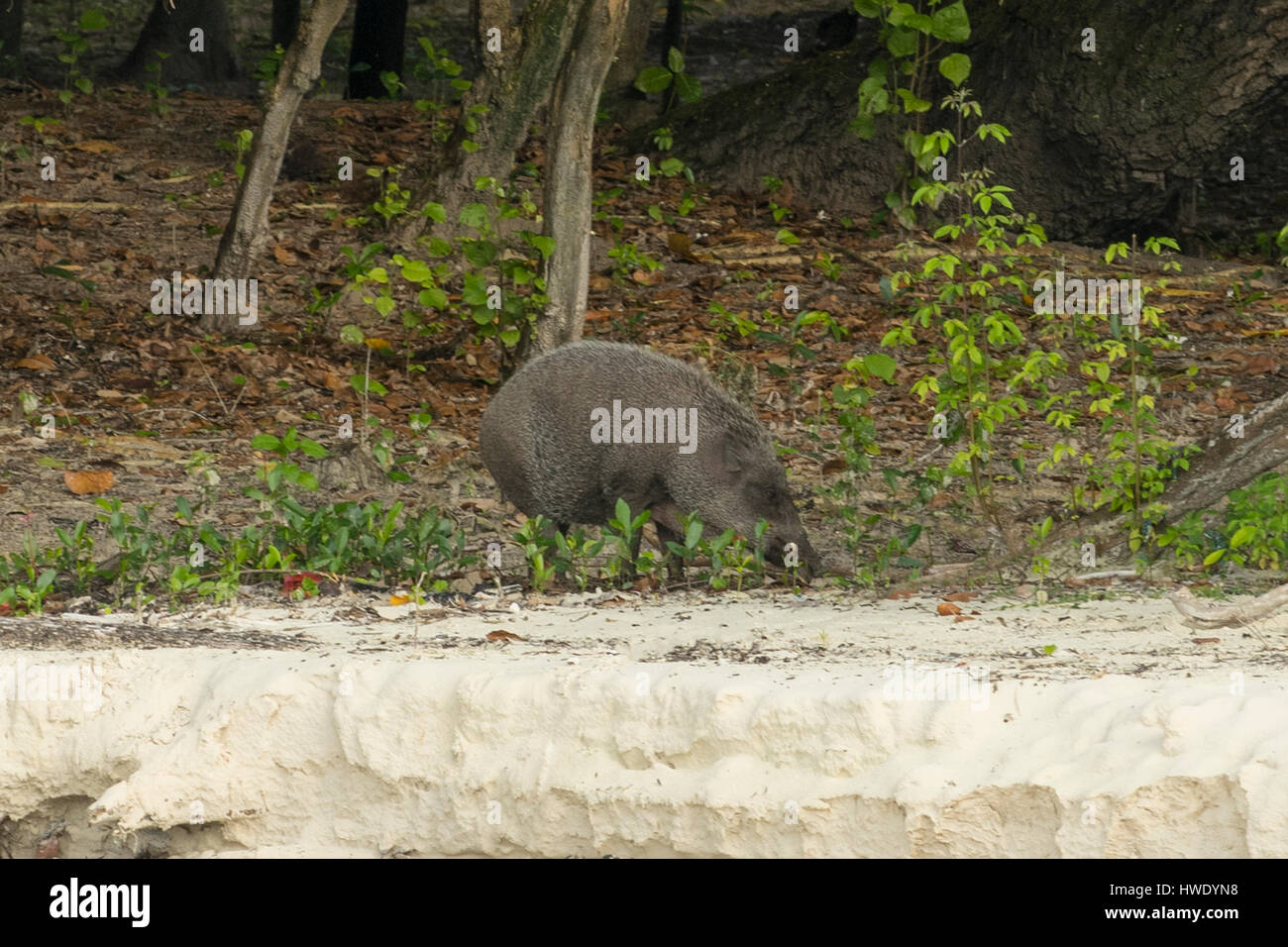 Wild Pig in Ujung Kulon National Park, Java Stock Photo - Alamy
