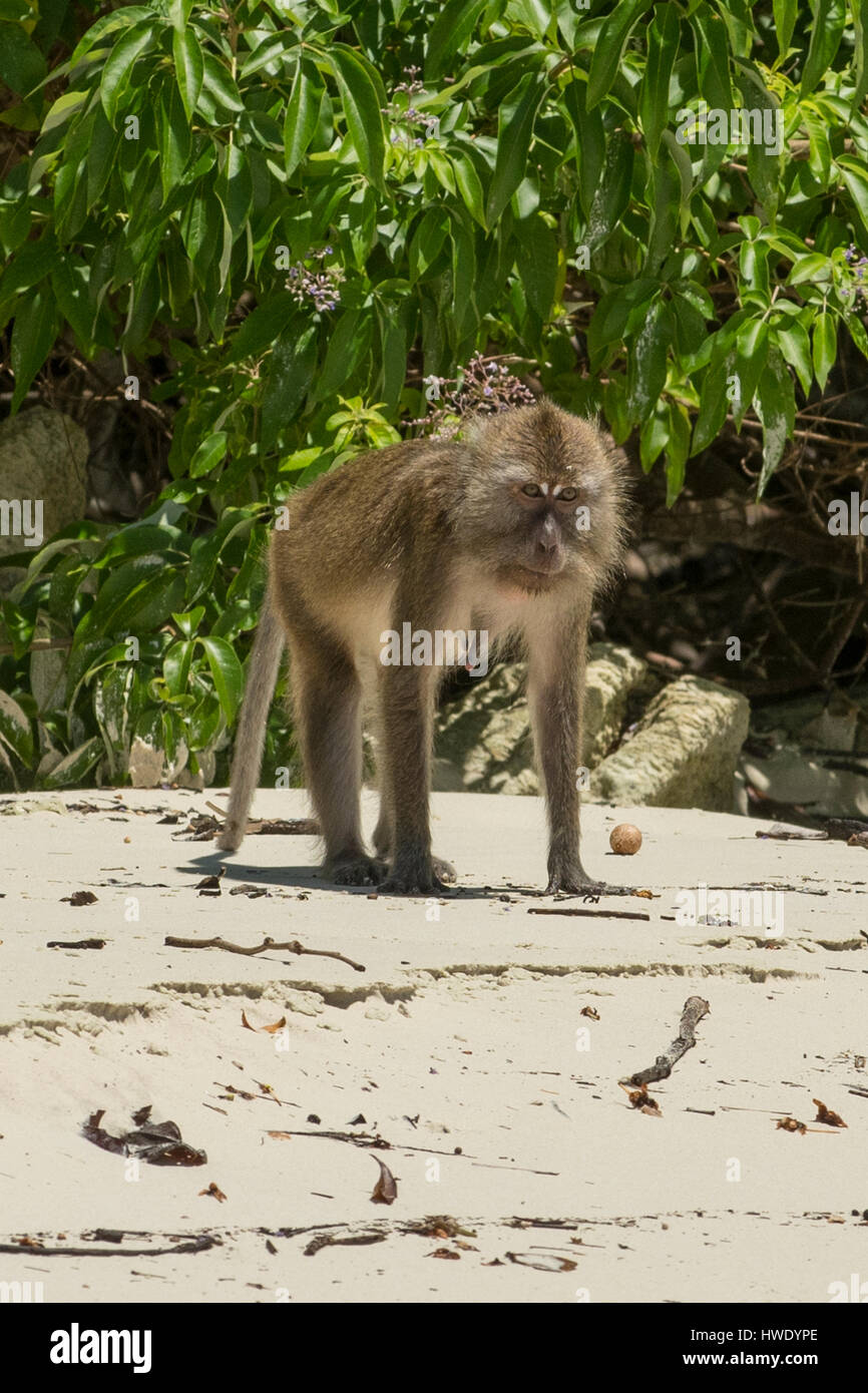 Long-tailed Macaque, Macaca fascicularis in Ujung Kudon National Park ...