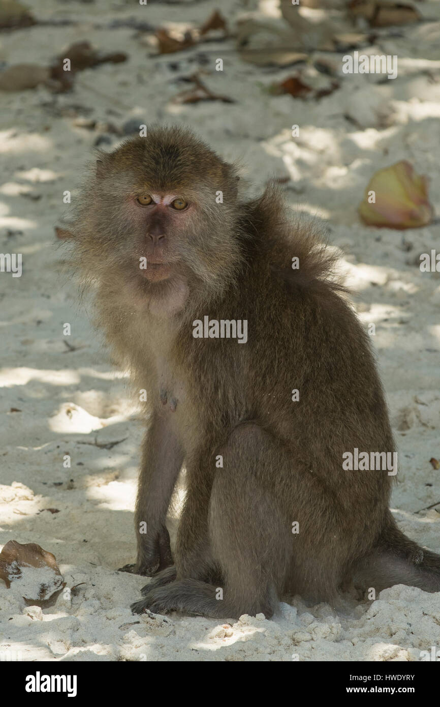 Long-tailed Macaque, Macaca fascicularis in Ujung Kudon National Park ...