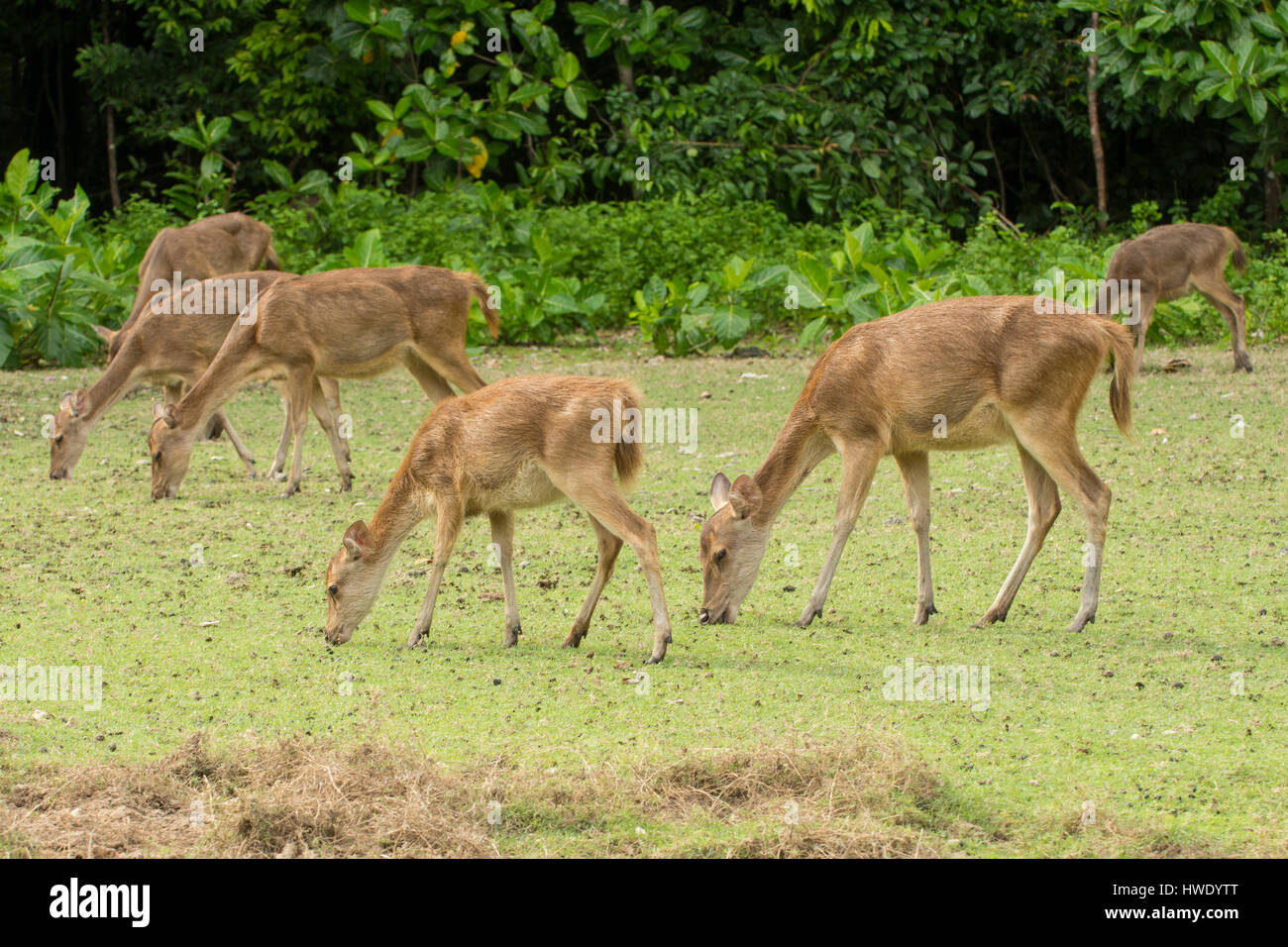 Sunda Sambar Deer, Rusa timorensis in Ujung Kulon National Park Stock ...