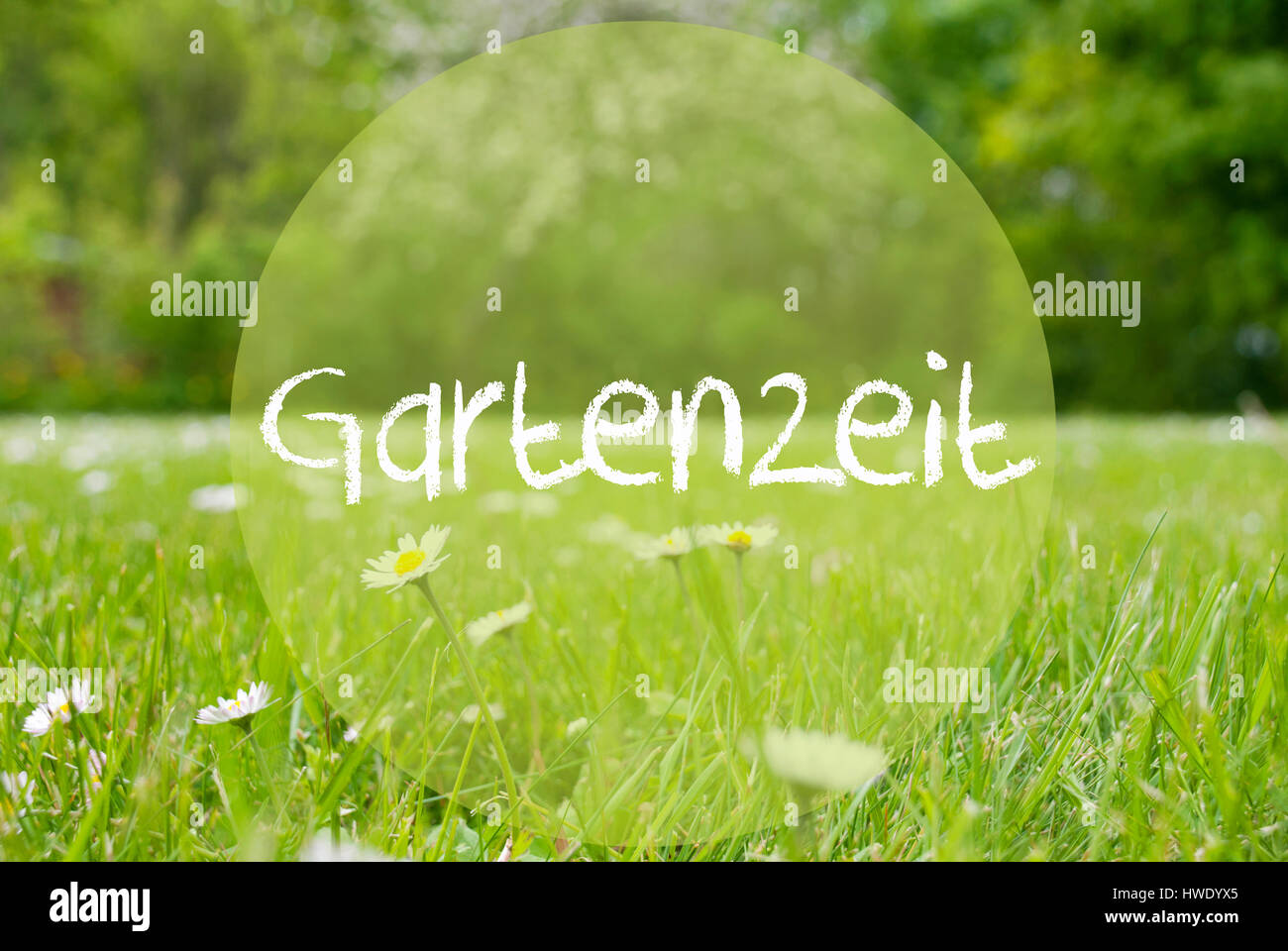 Gras Meadow, Daisy Flowers, Gartenzeit Means Garden Time Stock Photo ...