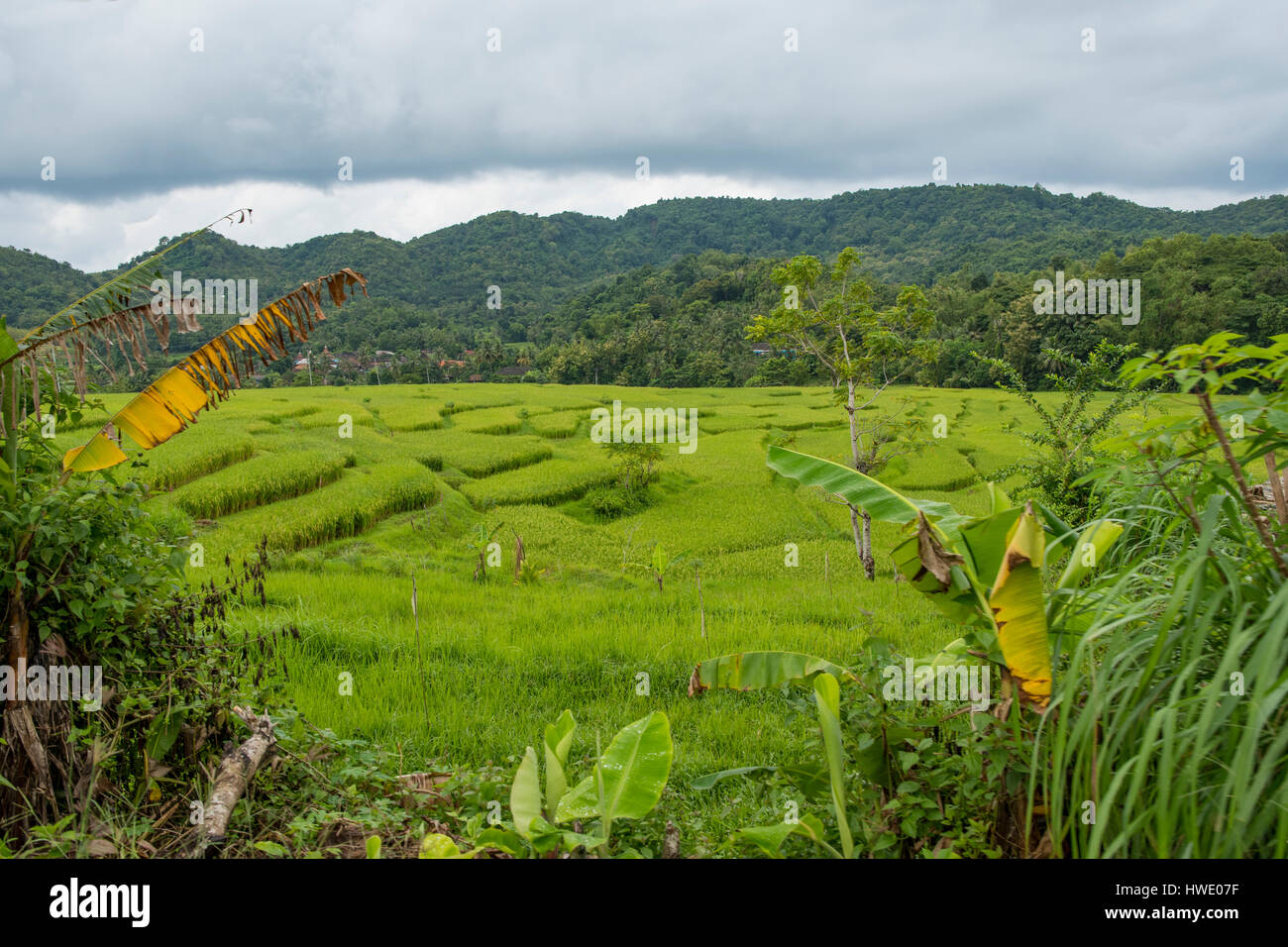 Terraced watered rice fields hi-res stock photography and images - Alamy