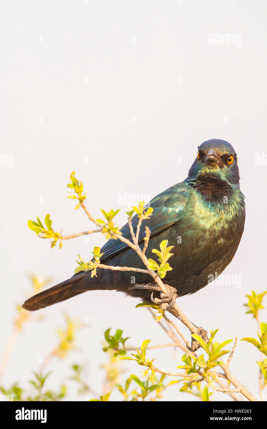 A Lesser Blue Eared Glossy Starling Lamprotornis chloropterus Stock ...