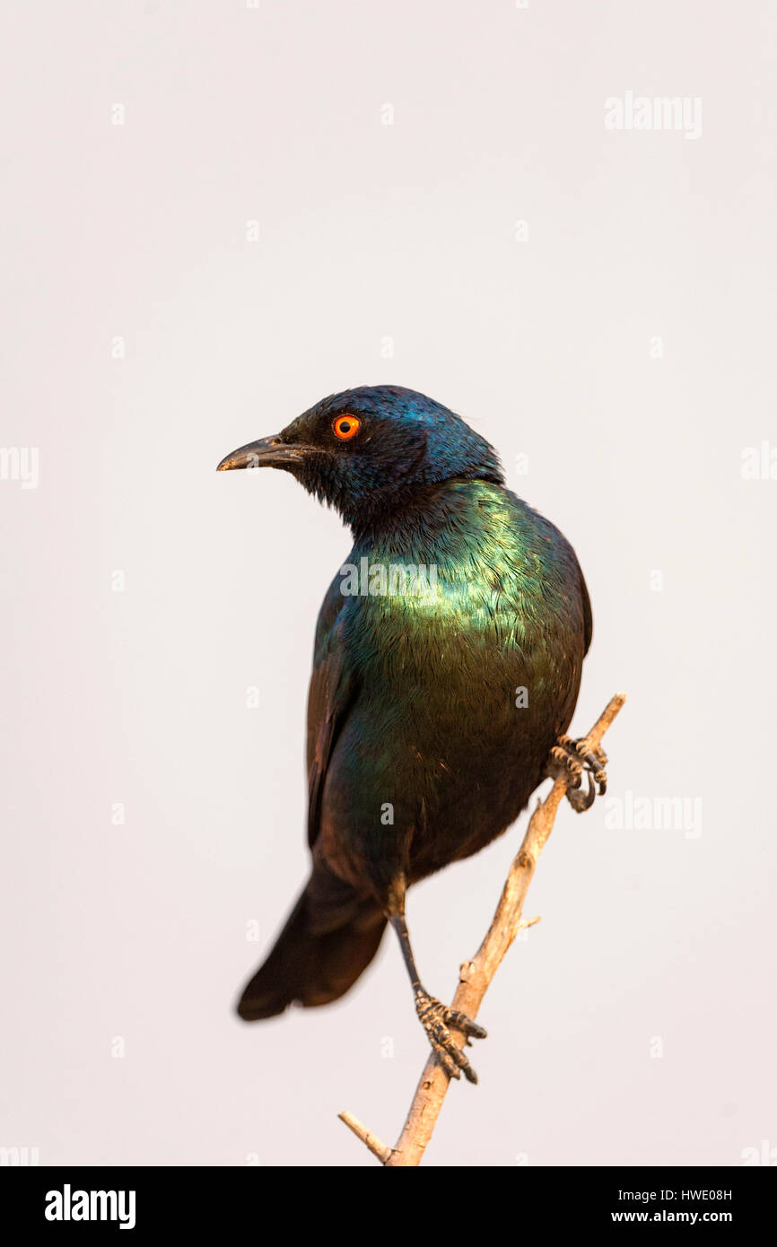 A Lesser Blue Eared Glossy Starling Lamprotornis chloropterus Stock ...