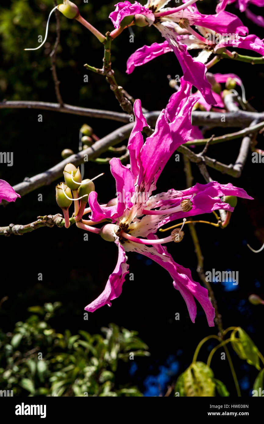 Chorisia tree hi-res stock photography and images - Alamy