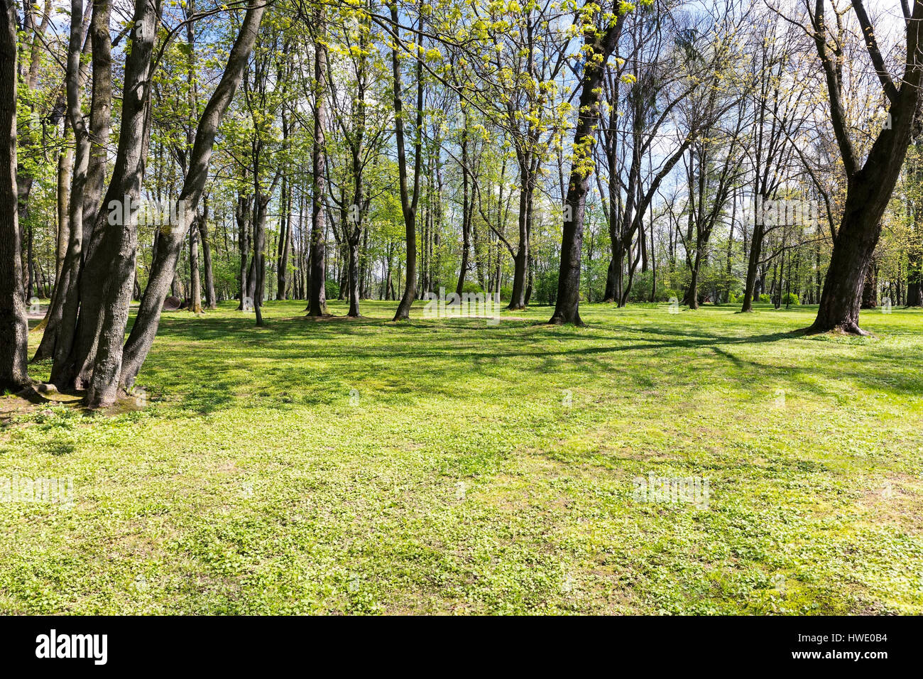 spring landscape with green trees growing in forest Stock Photo - Alamy