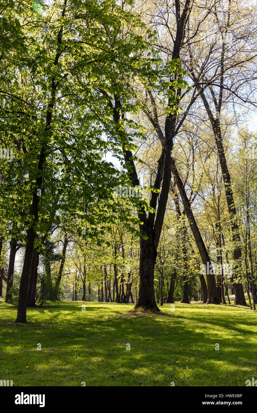 beautiful green trees in park. natural landscape in spring Stock Photo ...