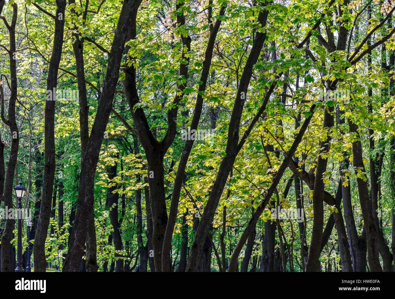 green trees foliage background in spring forest Stock Photo - Alamy