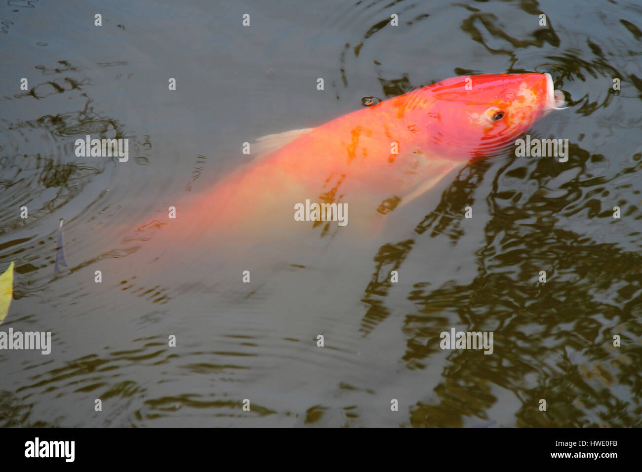 Carpé rouge hi-res stock photography and images - Alamy