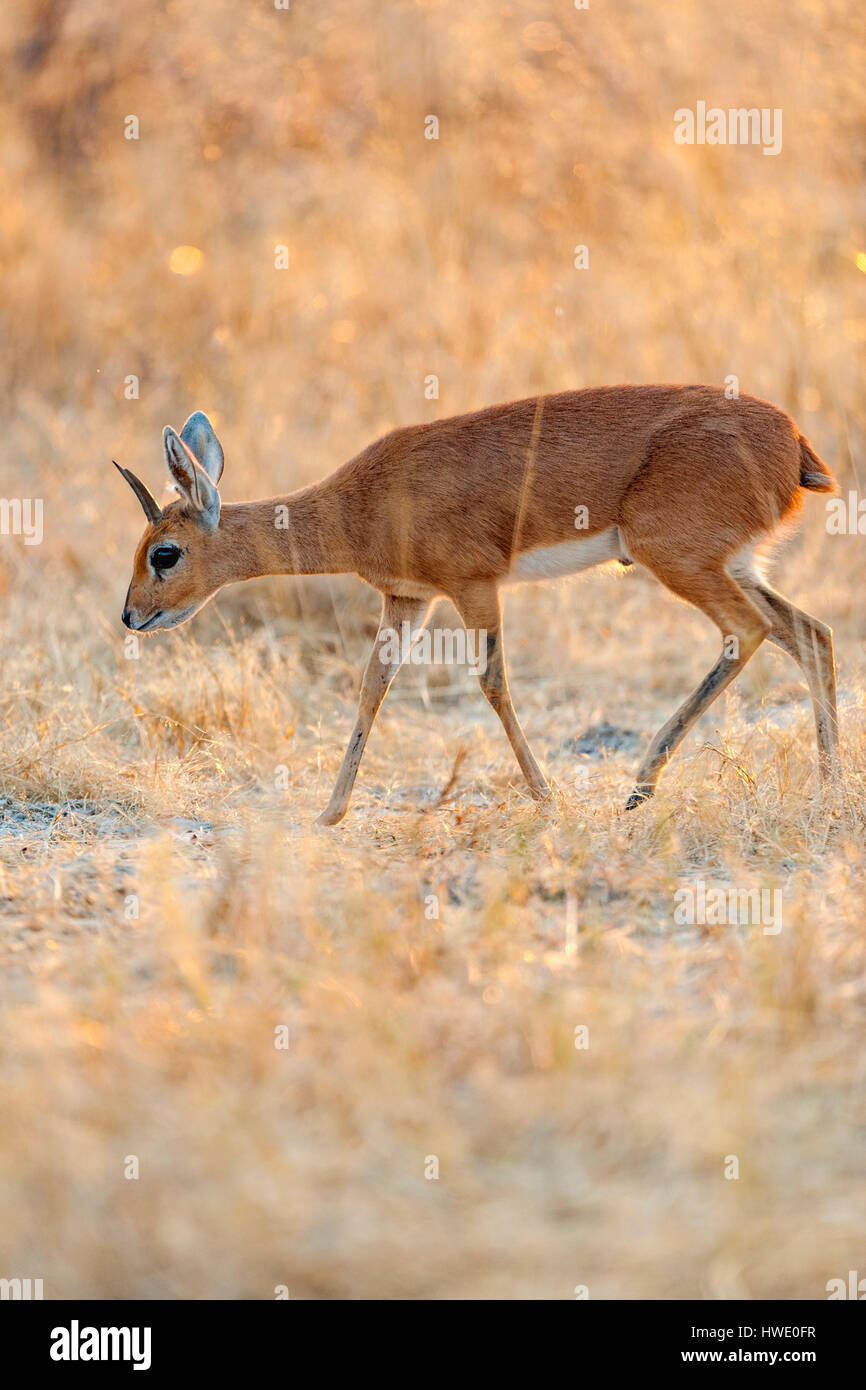 A steenbok (Raphicerus campestris) antelope seen in Zimbabwe's Hwange ...