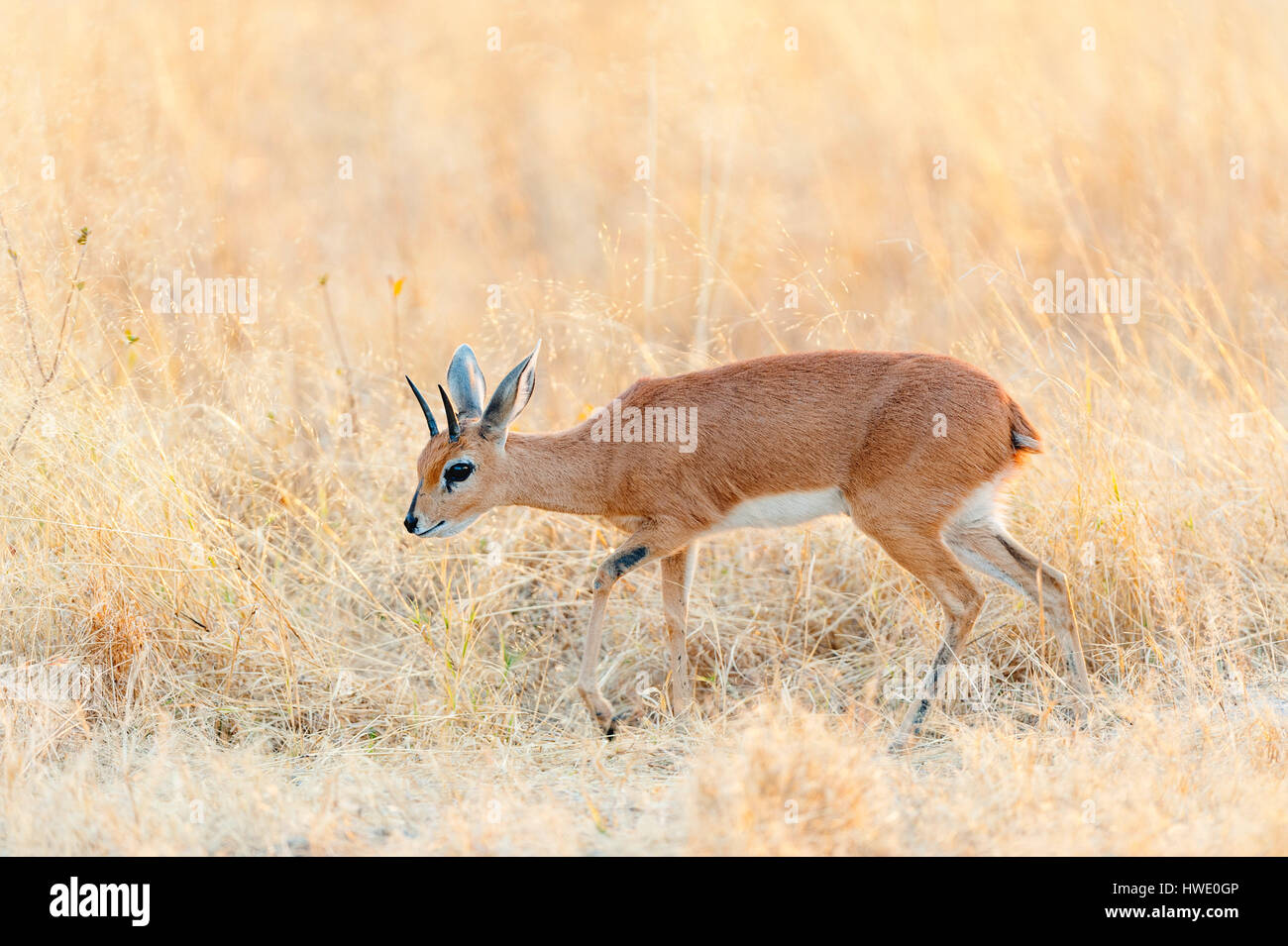 A steenbok (Raphicerus campestris) antelope seen in Zimbabwe's Hwange ...