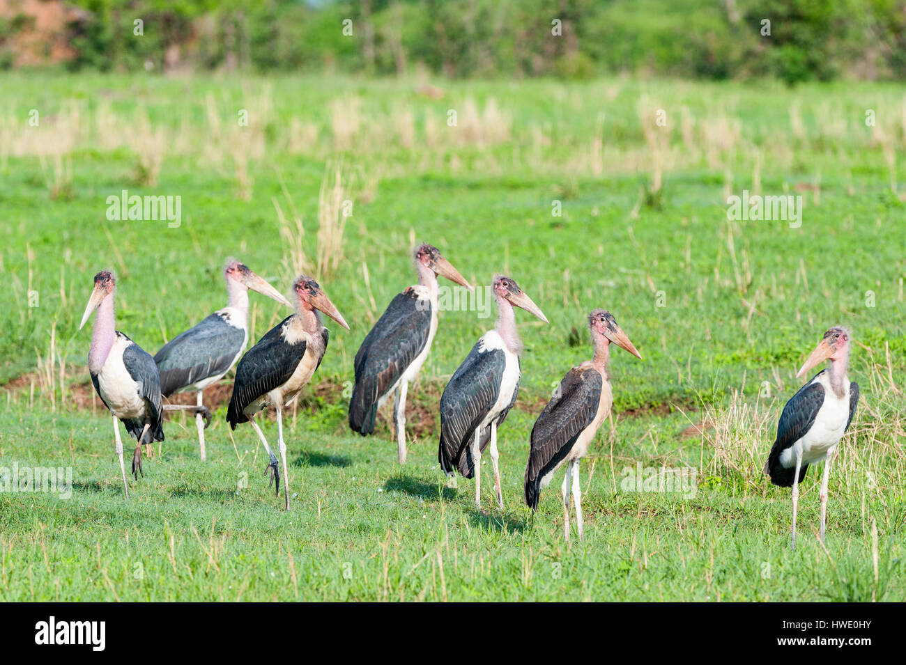 A flock of Marabou storks seen in Zimbabwe's Hwange National park Stock ...