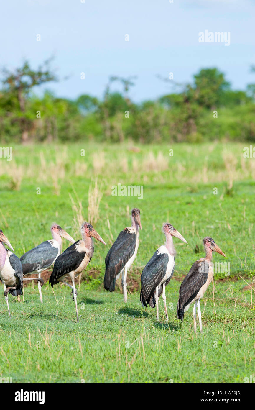 Zimbabwean birdlife hi-res stock photography and images - Alamy